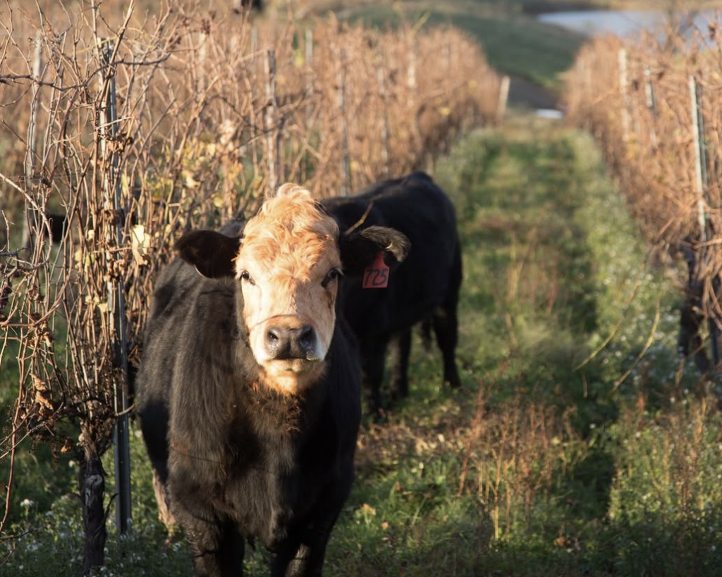 Get To Know Allen Meadows, founder of Burghound – Grape Collective