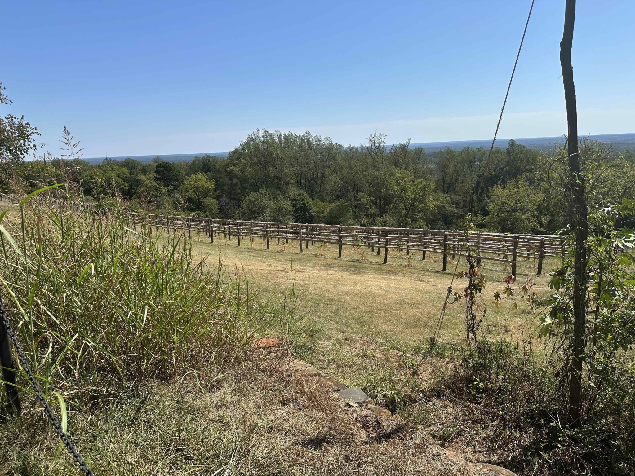 Thomas Jefferson: America’s Founding Father of Wine – Grape Collective