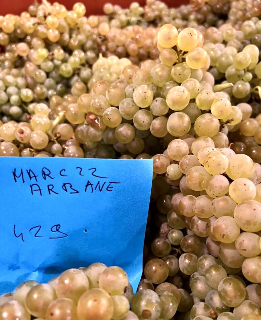 Maxime Aubry on Family Legacy and Champagne’s Forgotten Grape Varieties ...