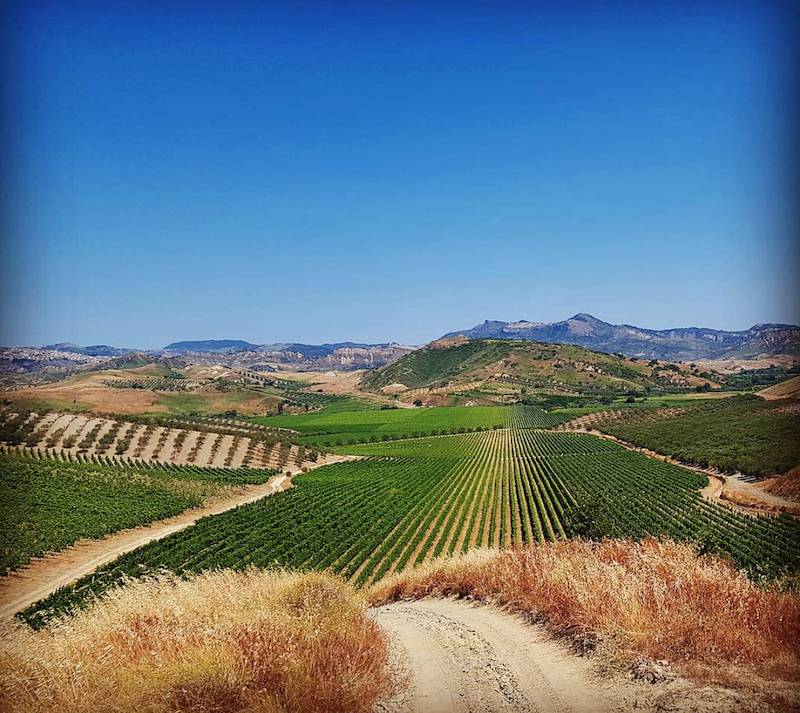 Librandi: A flickering light in a dark past of Calabrian wine, with ...
