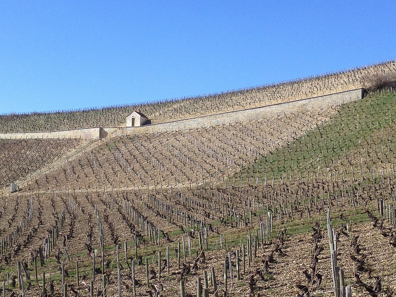 A Walk Through The Grand Cru Vineyards of Chablis – Grape Collective