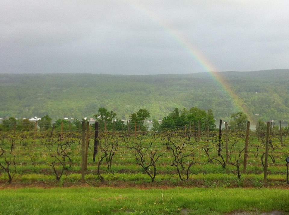 Making Orange Wine With Hybrids in the Finger Lakes – Grape Collective