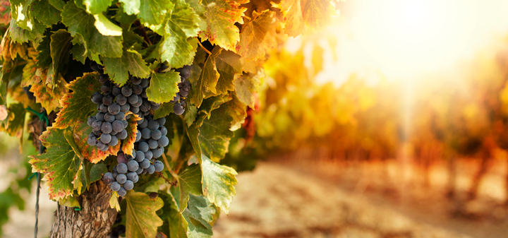 10 Natural Wines You Need to Taste – Grape Collective