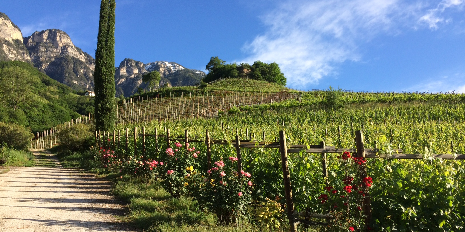 Johannes Tiefenbrunner and the High-Altitude Wines of Alto Adige ...